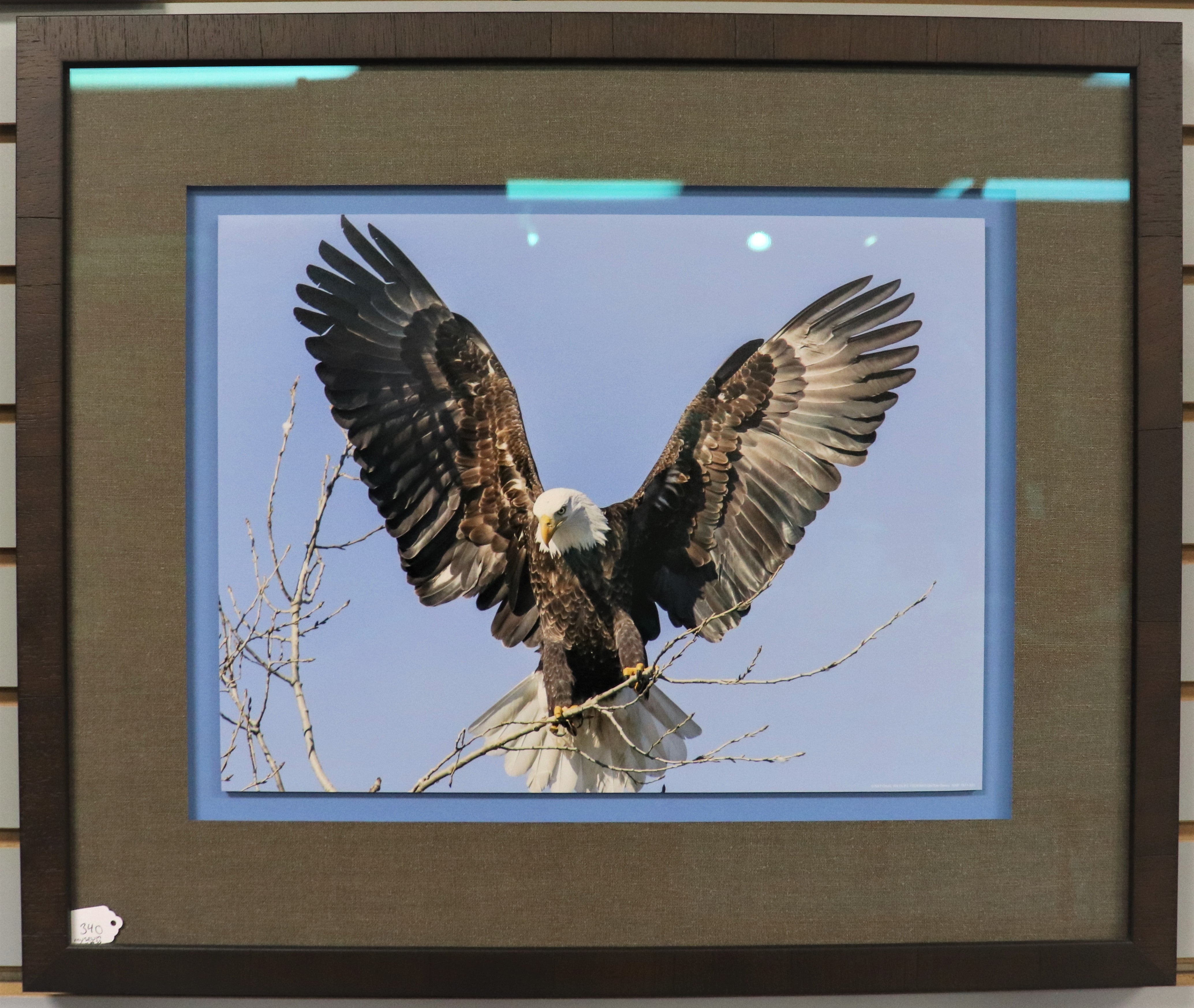 Eagle Photograph- Museum Glass – Frame & Picture Shoppe