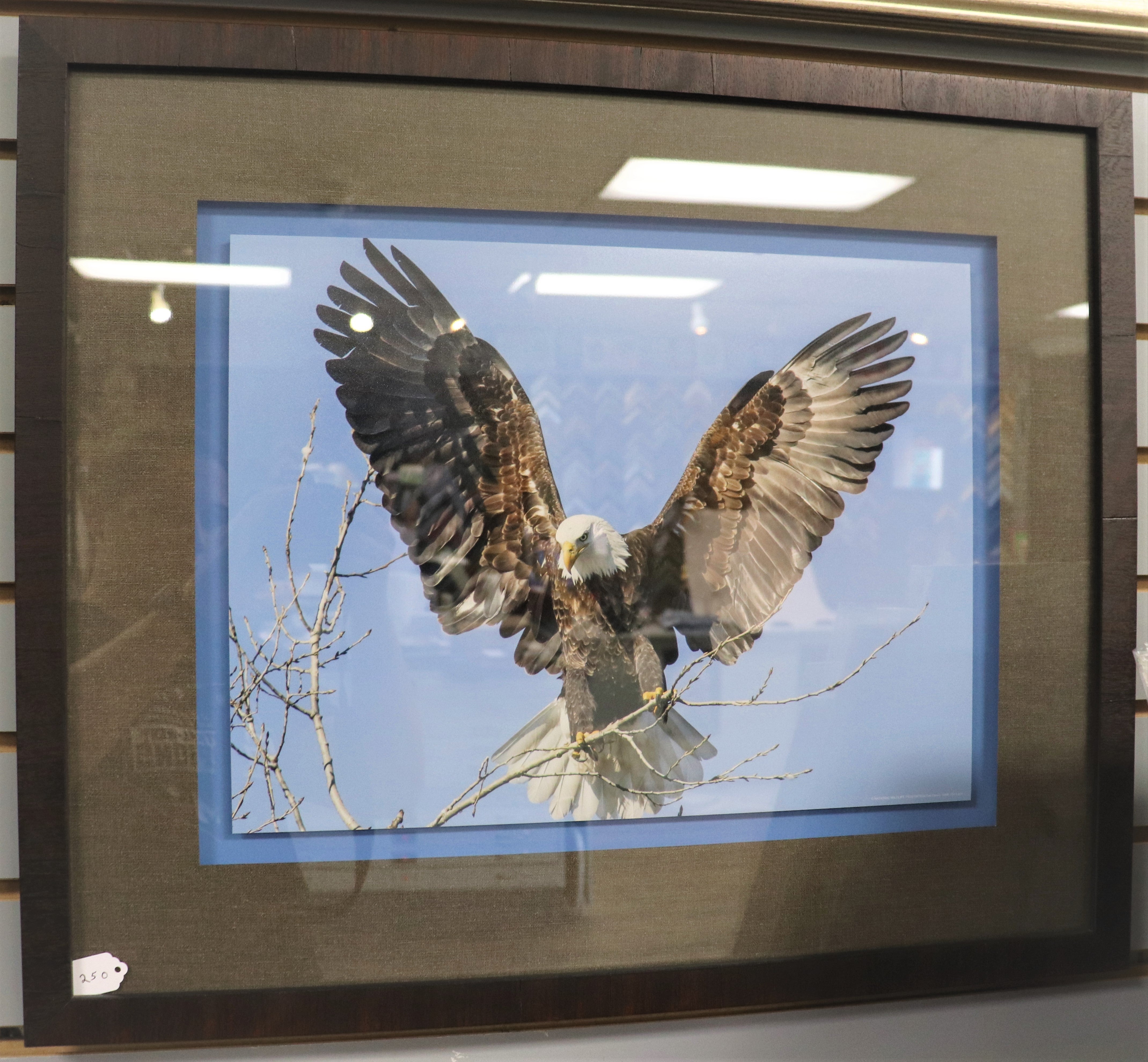 Eagle Photograph- Regular Glass – Frame & Picture Shoppe